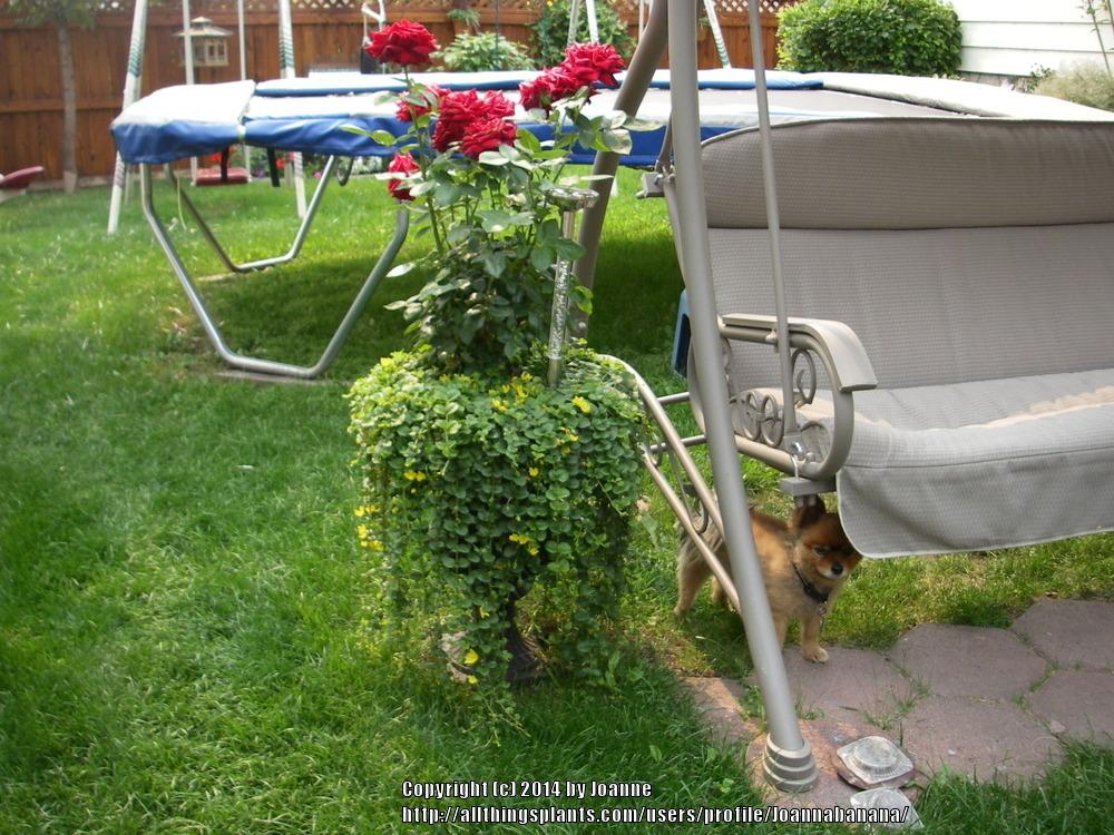 The Container Rose Garden - Garden.org