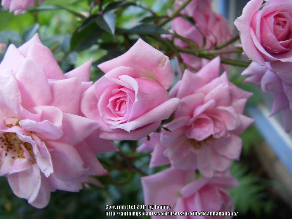 The Container Rose Garden - Garden.org