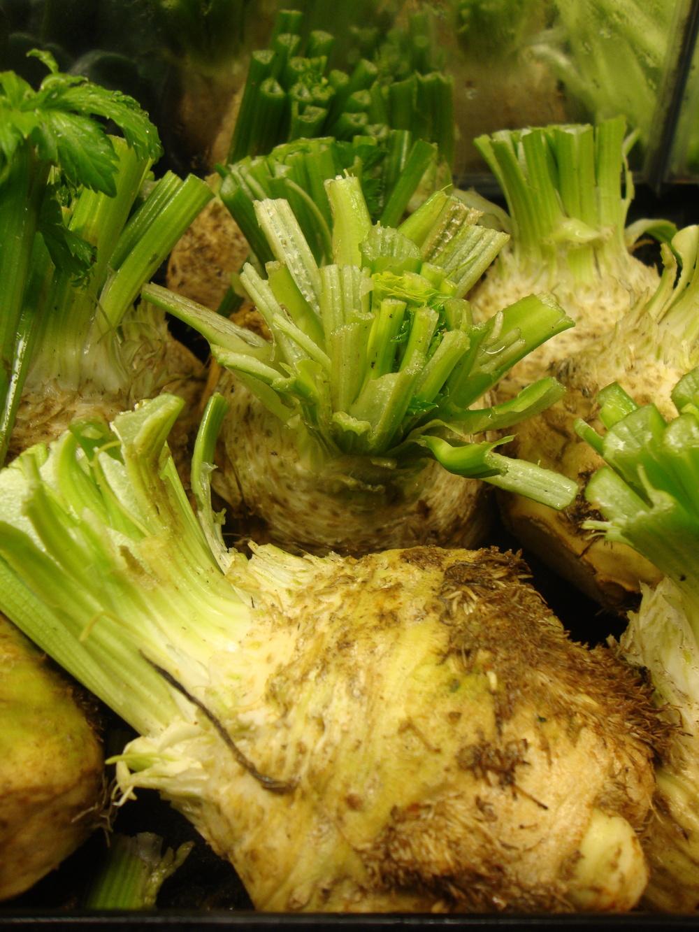 Celeries: Plant Care and Collection of Varieties - Garden.org