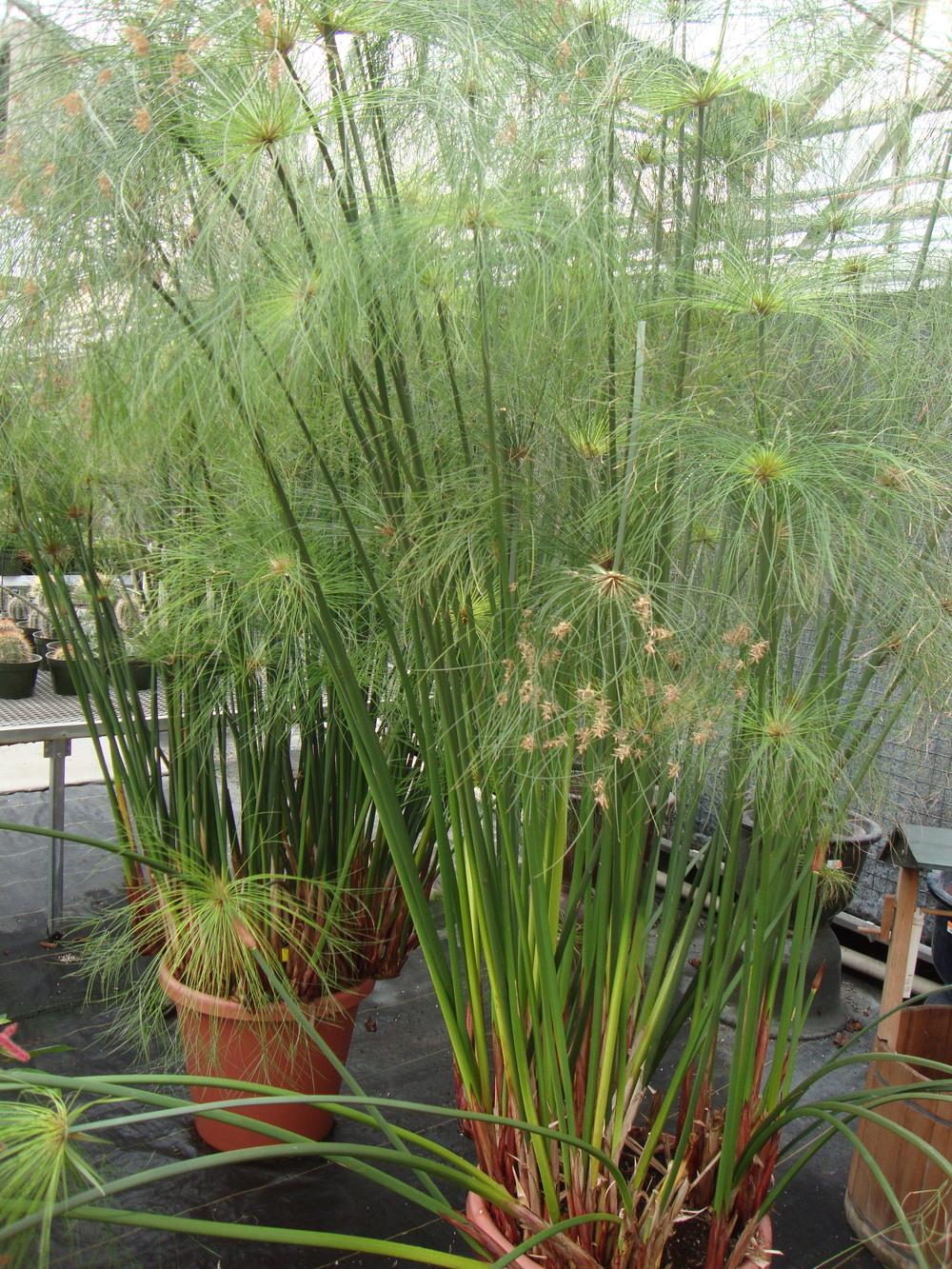 Photo of the entire plant of Papyrus (Cyperus papyrus Graceful Grasses ...