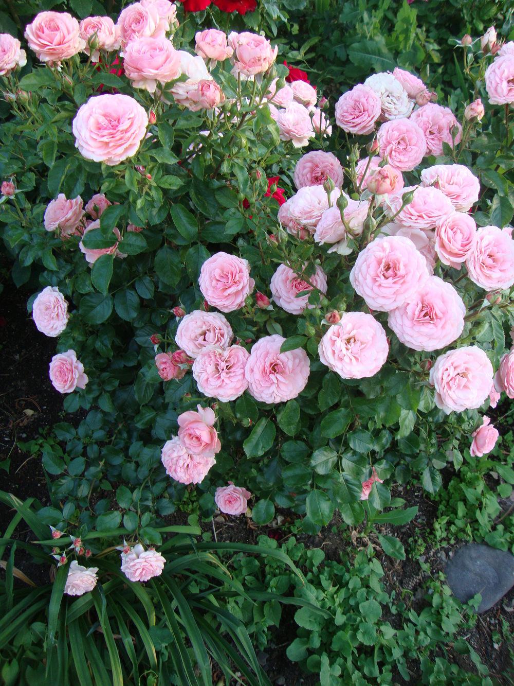 Photo of the entire plant of Rose (Rosa 'Sexy Rexy') posted by Paul2032 ...