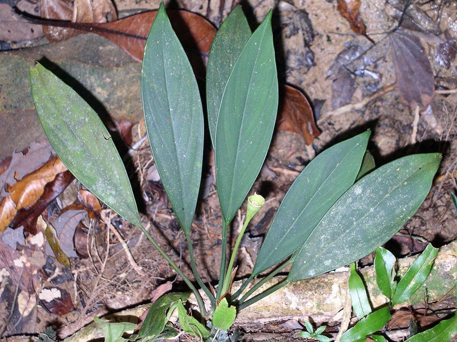 Aridarum nicolsonii - Garden.org