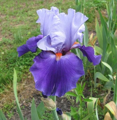 Tall Bearded Iris (Iris 'Physique') in the Irises Database - Garden.org