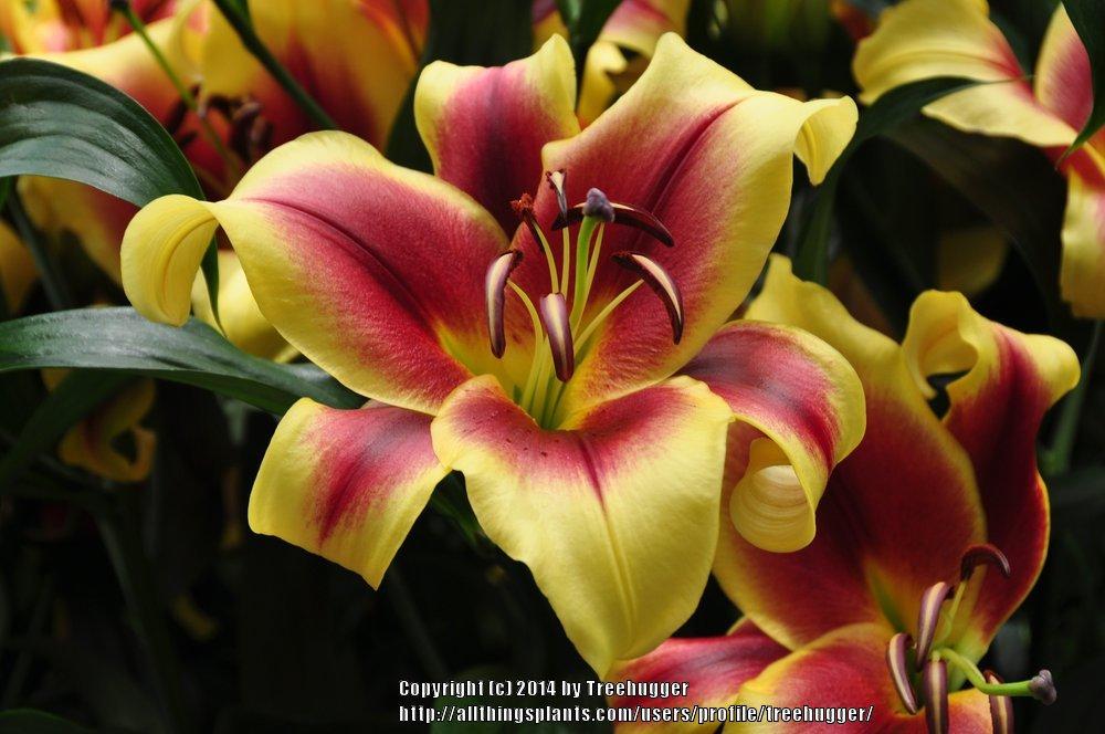Photo of the bloom of Lily (Lilium 'Flavia') posted by treehugger ...