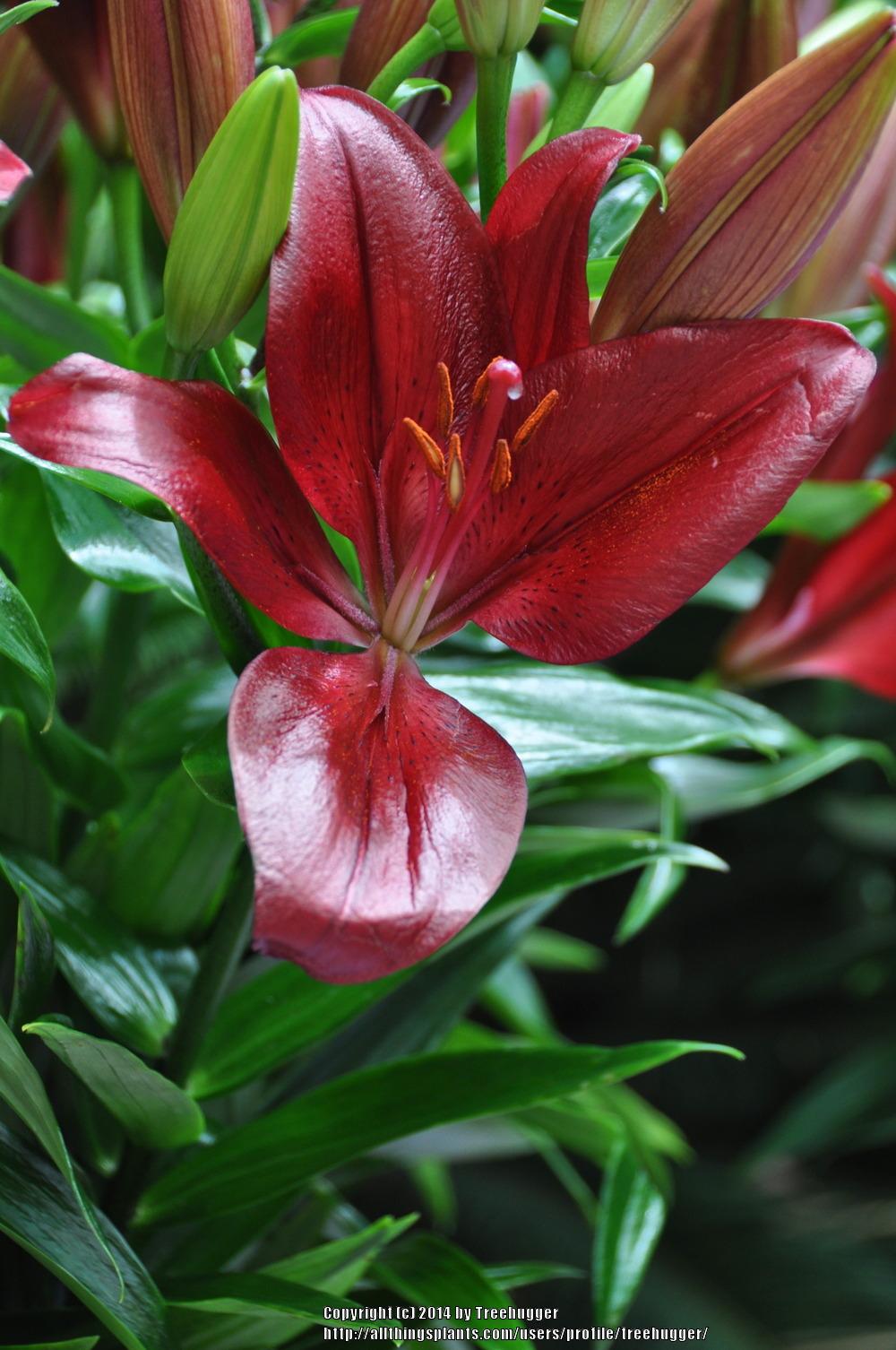 Lily (Lilium 'Forza Red') in the Lilies Database - Garden.org