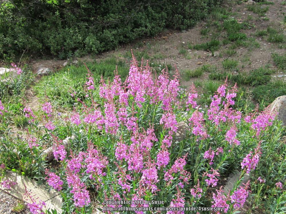 Photo of the habitat view of Fireweed (Chamaenerion angustifolium subsp. angustifolium) posted ...