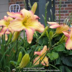 Daylily (Hemerocallis 'Painter's Splash') in the Daylilies Database - Garden.org