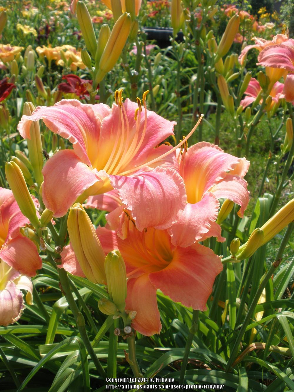 Photo of the bloom of Daylily (Hemerocallis 'Persian Market') posted by ...