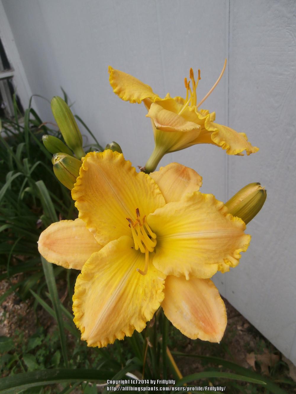 Photo of the bloom of Daylily (Hemerocallis 'Patsy Carpenter') posted ...