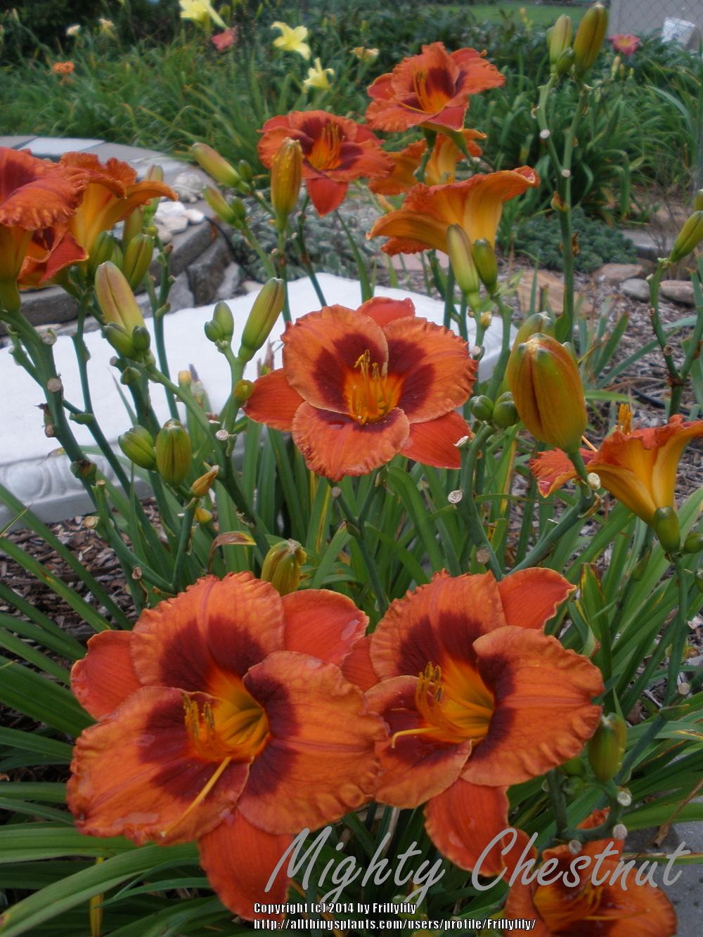 Daylily (Hemerocallis 'Mighty Chestnut') in the Daylilies Database - Garden.org