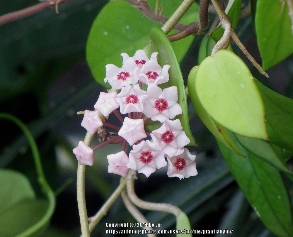 who loves hoyas? in the Hoyas forum - Garden.org