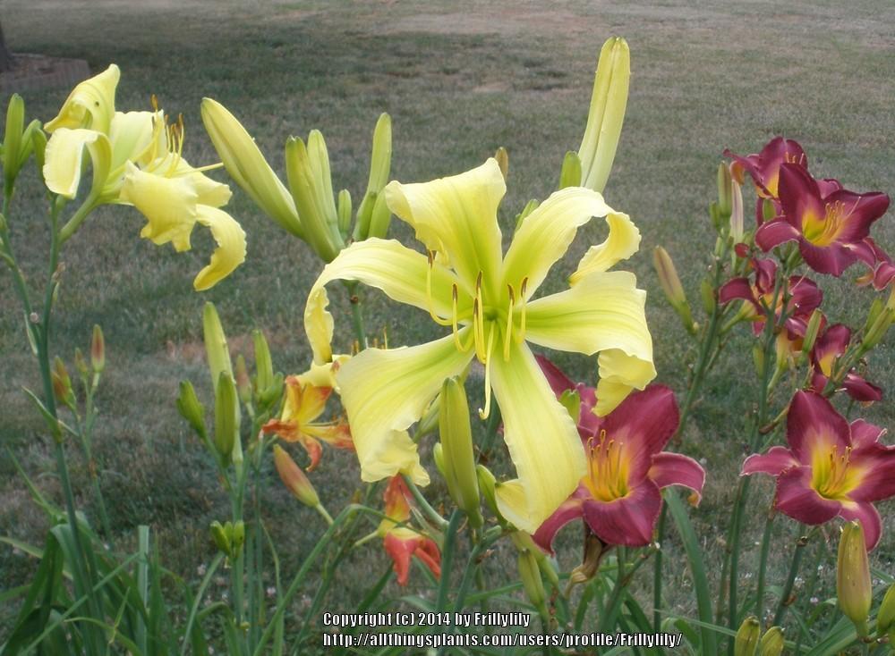 Photo of the bloom of Daylily (Hemerocallis 'Spider Miracle') posted by ...