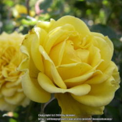 The Container Rose Garden - Garden.org