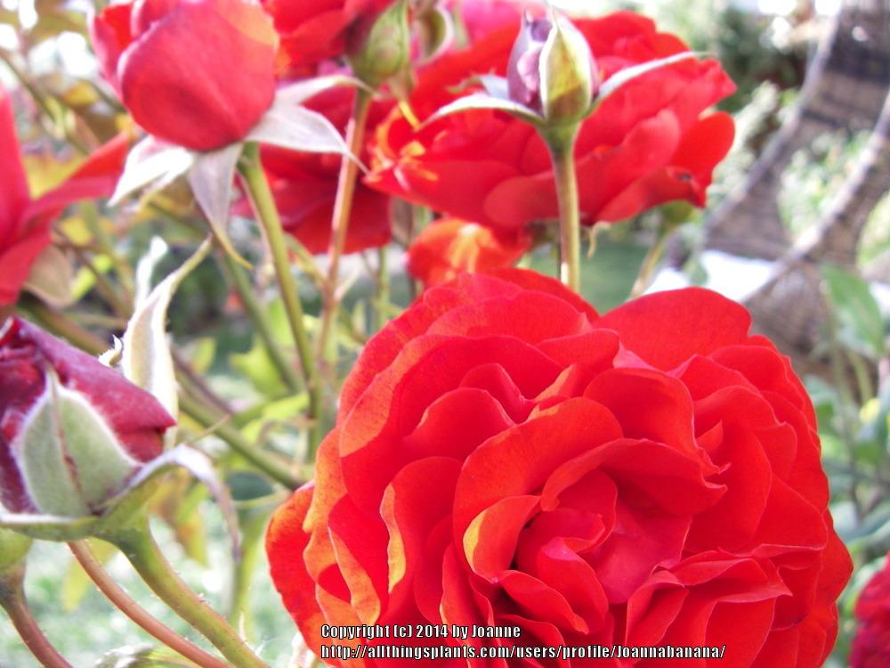 The Container Rose Garden - Garden.org