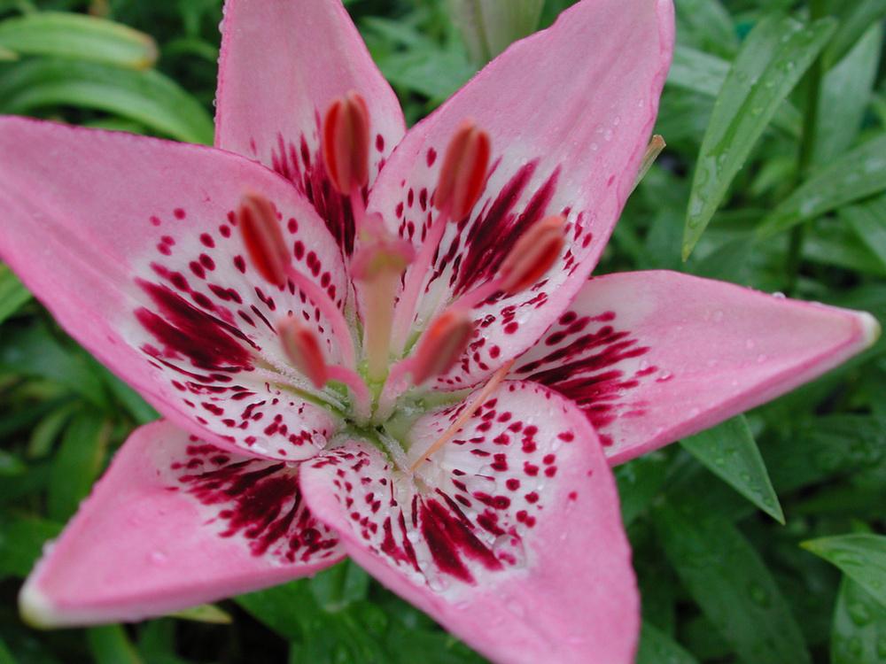 pink red brushmark tango lily seedlings photos in the Lilies forum ...