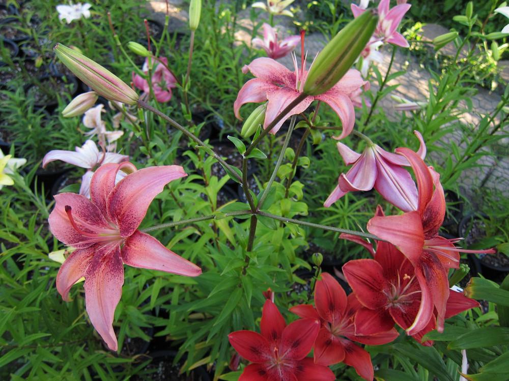 pink red brushmark tango lily seedlings photos in the Lilies forum ...