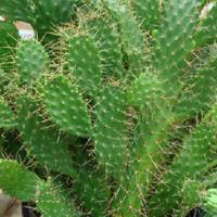 Photo of the entire plant of Florida Semaphore Cactus (Consolea ...
