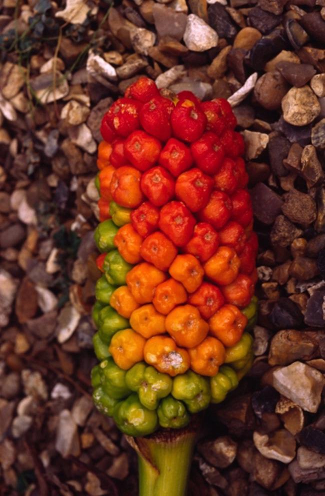 Photo of the fruit of Arum (Arum creticum) posted by eclayne - Garden.org