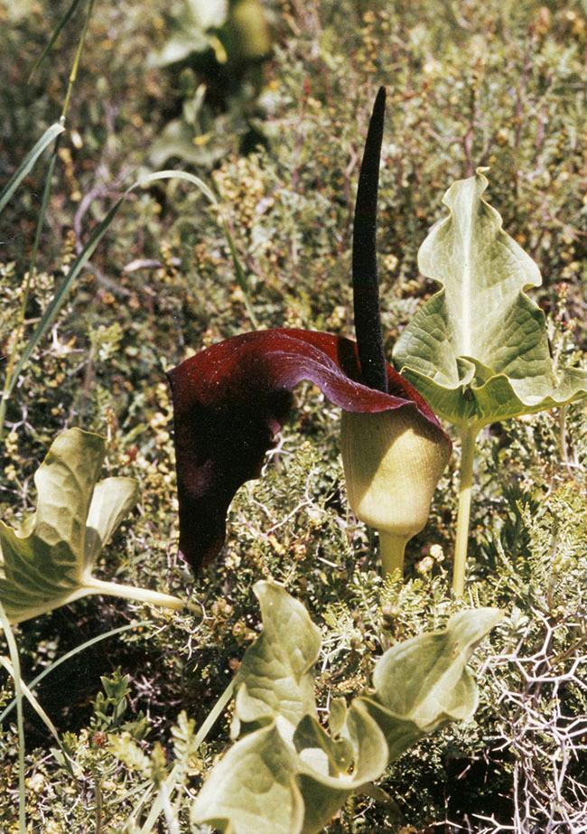 Arums: Plant Care and Collection of Varieties - Garden.org