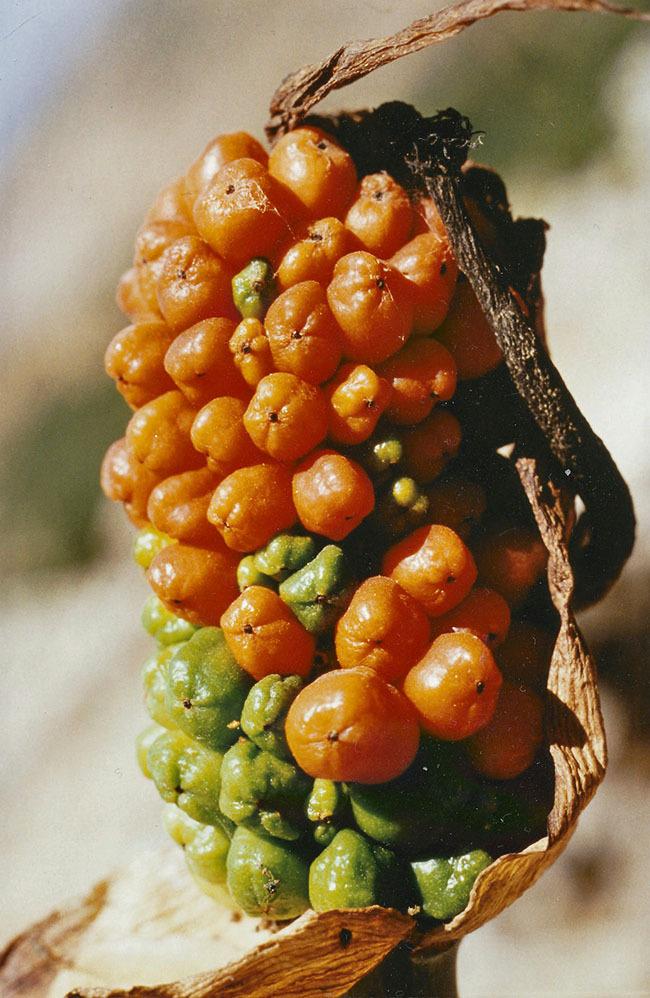 Photo of the fruit of Arum palaestinum posted by eclayne - Garden.org