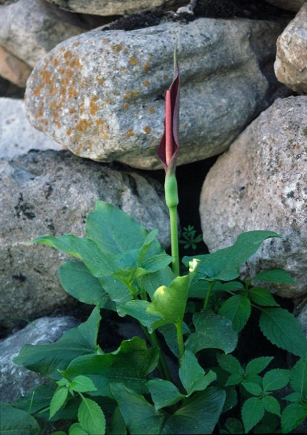 Arums: Plant Care and Collection of Varieties - Garden.org