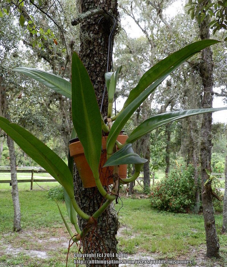 Photo of the entire plant of Philodendron (Philodendron crassinervium ...