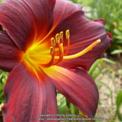 Daylily (Hemerocallis 'Valentine Hearts') in the Daylilies Database ...