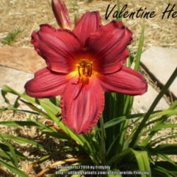 Daylily (Hemerocallis 'Valentine Hearts') in the Daylilies Database ...