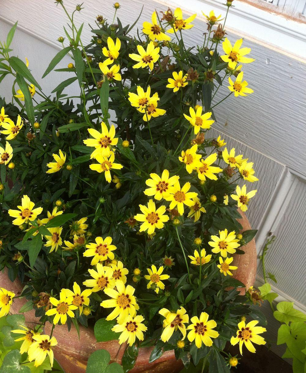 Photo of the entire plant of Tickseed Coreopsis (Coreopsis grandiflora ...