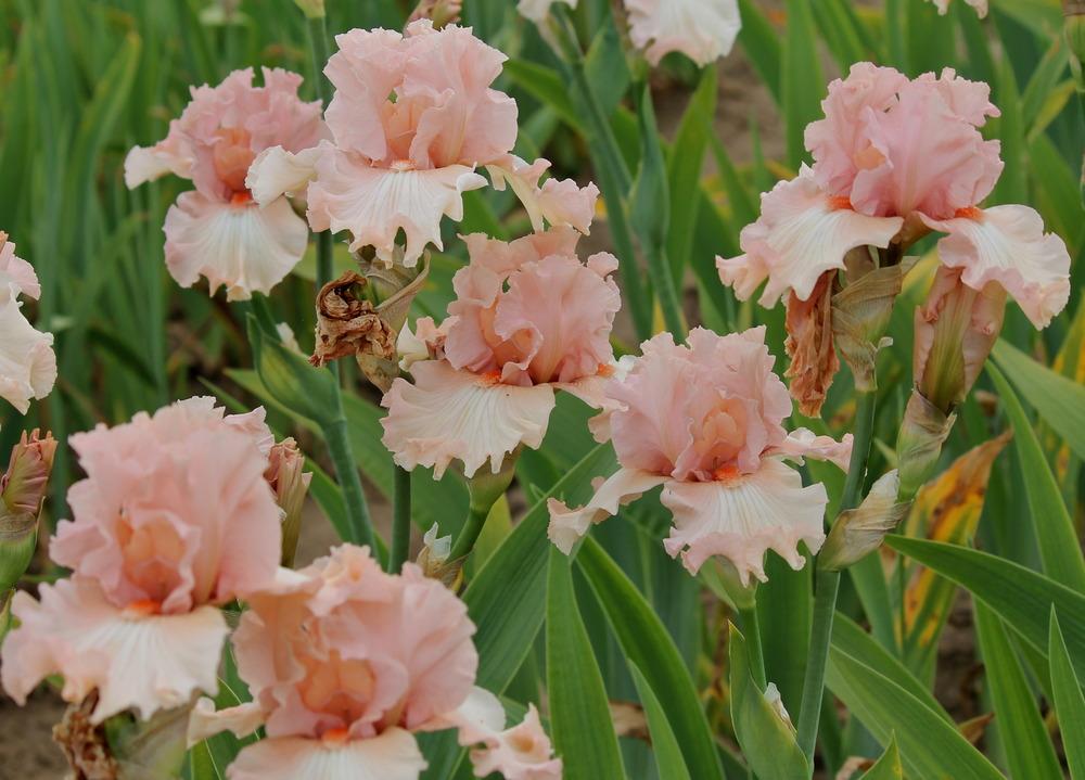Photo of the bloom of Tall Bearded Iris (Iris 'Fantasy in Pink') posted ...
