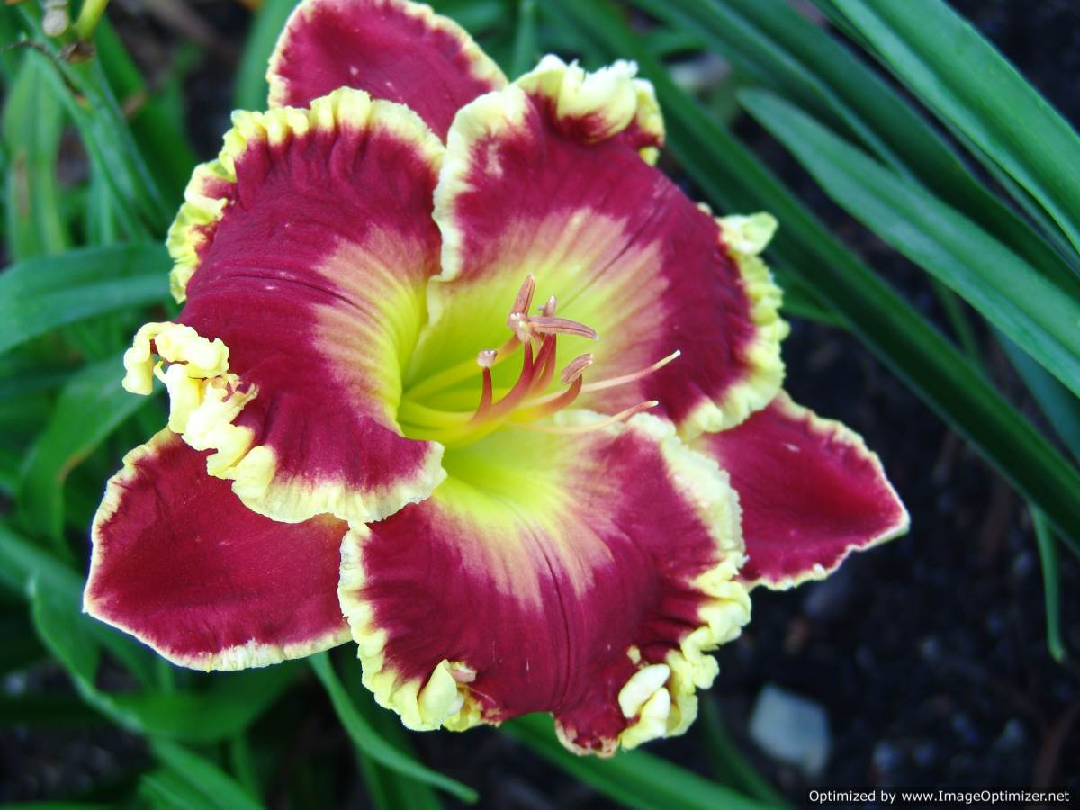 Photo of the bloom of Daylily (Hemerocallis 'Blindingly Beautiful ...