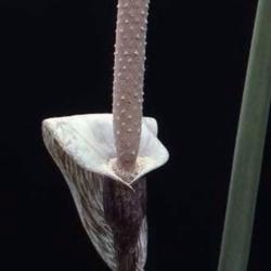 Giraffe's Knees (Gonatopus boivinii) - Garden.org