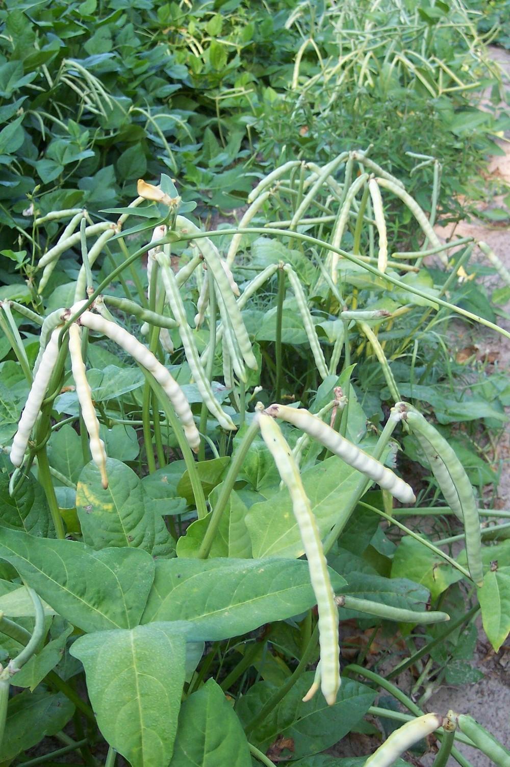Cowpea (Vigna unguiculata 'Colossus') in the Southern Peas Database ...