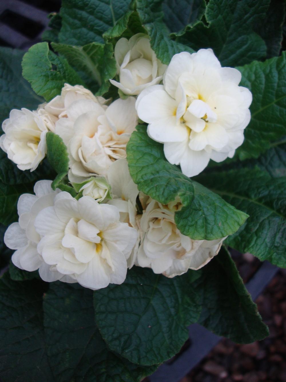 Photo of the bloom of Double-Flowered Primrose (Primula vulgaris 'Dawn ...