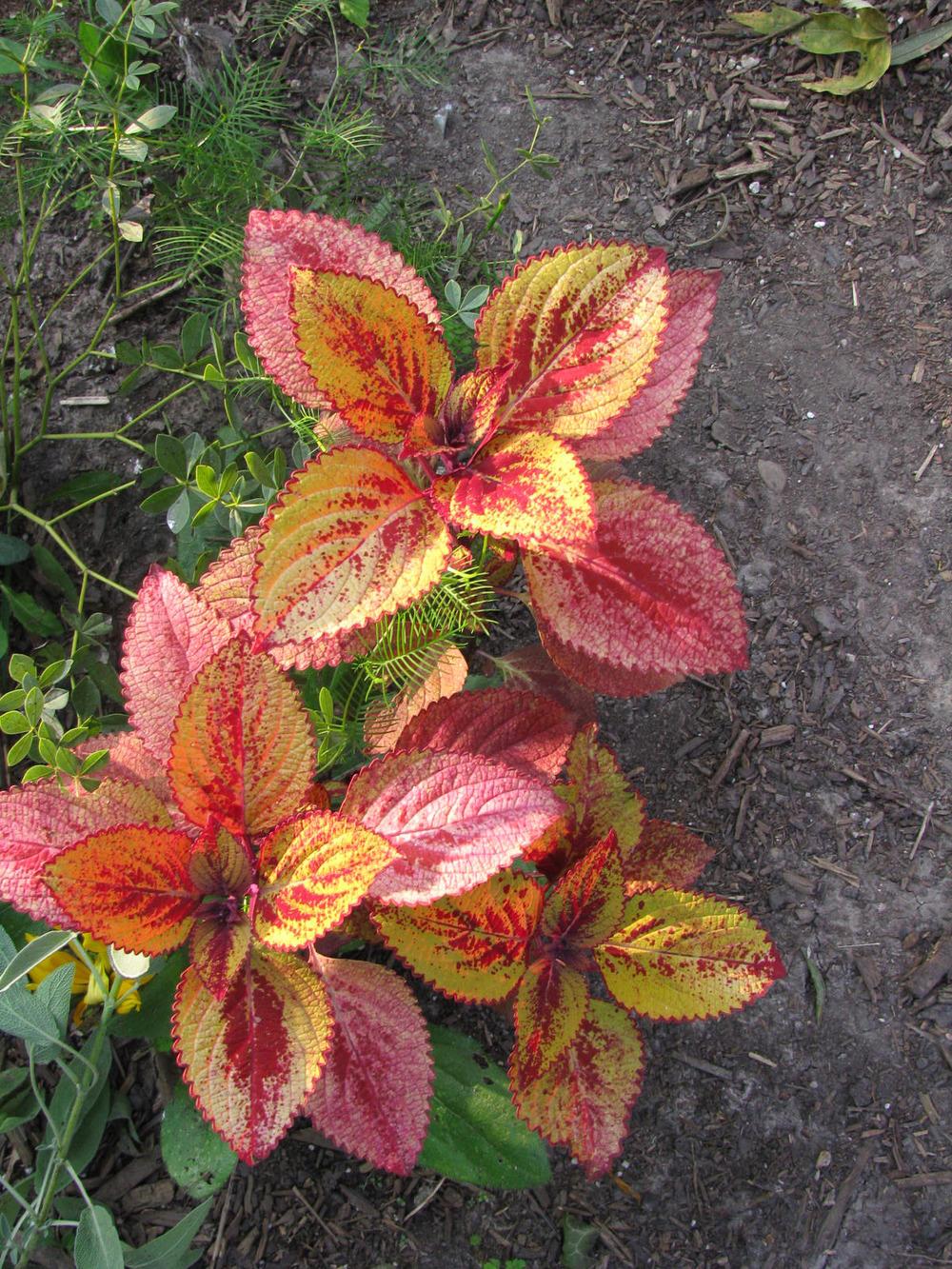 Photo of the leaves of Coleus (Coleus scutellarioides 'Alabama Sunset ...