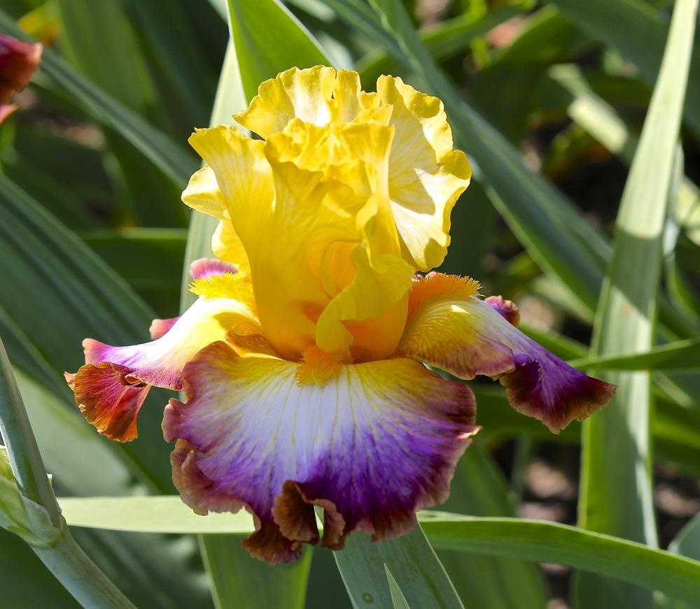 Tall Bearded Iris (Iris 'Rainbow High') in the Irises Database - Garden.org