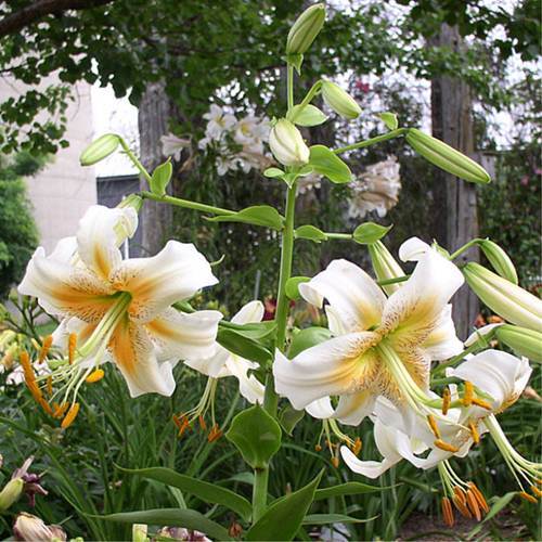Photo of the bloom of Lily (Lilium 'Lady Alice') posted by Calif_Sue ...