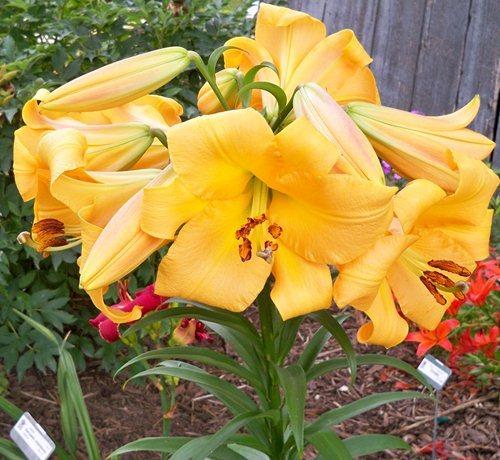 Photo of the bloom of Lily (Lilium 'Saltarello') posted by Calif_Sue ...