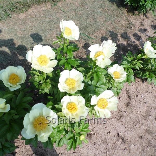 Peony (Paeonia 'Cream Delight') in the Peonies Database - Garden.org