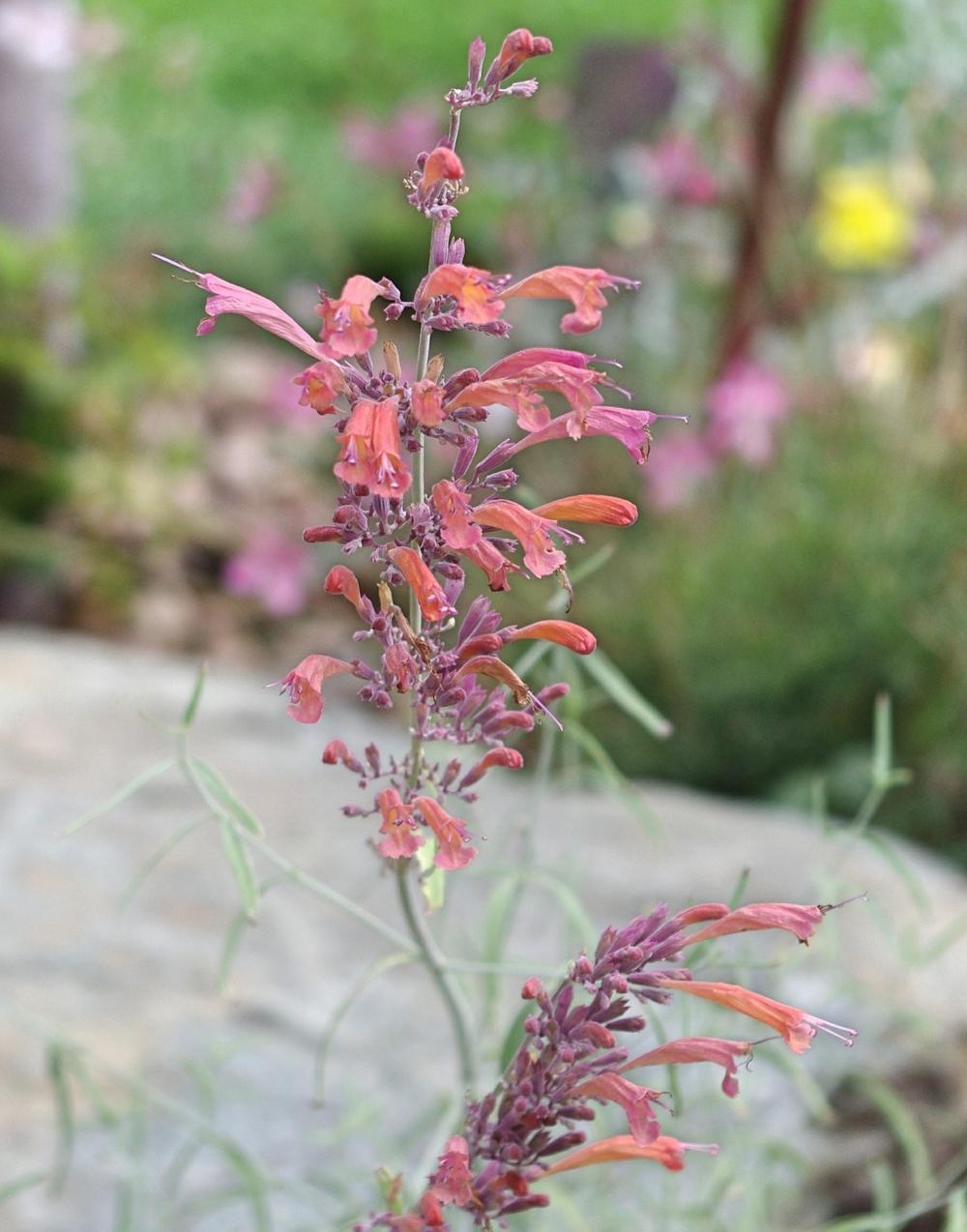 Photo of the bloom of Threadleaf Giant Hyssop (Agastache rupestris ...