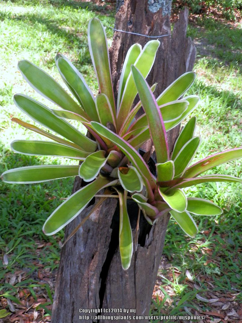 Bromeliad (Neoregelia 'Skotak's Sheba') - Garden.org