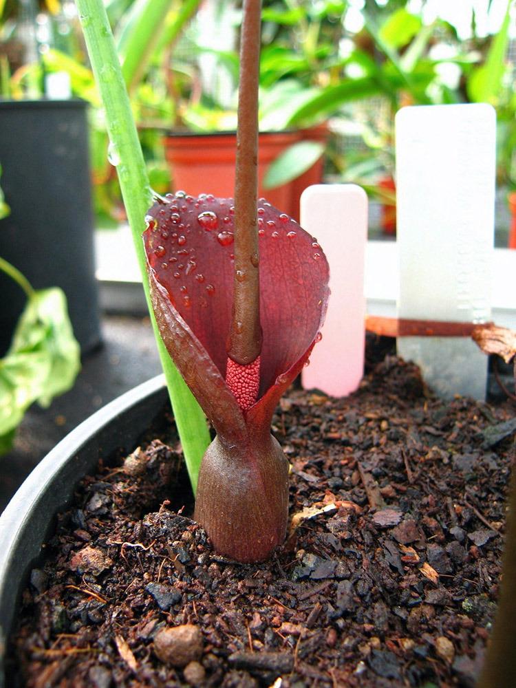 Photo of the bloom of Typhonium roxburghii posted by eclayne - Garden.org