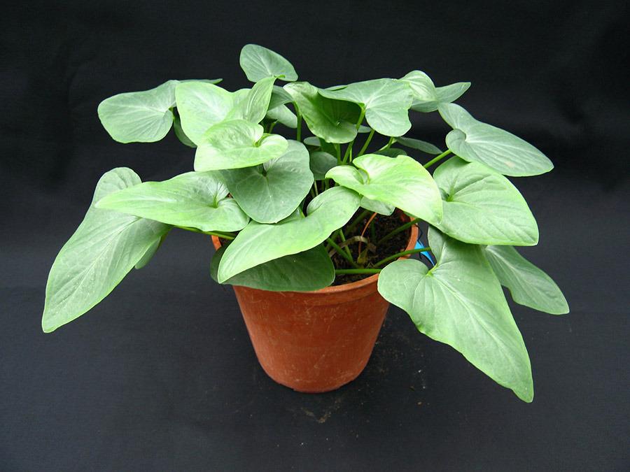 Typhoniums: Plant Care and Collection of Varieties - Garden.org