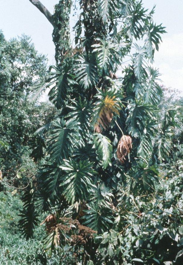 Nephthytis (Syngonium salvadorense) in the Syngoniums Database - Garden.org