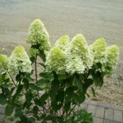 The Main Plant entry for Hydrangeas (Hydrangea) - Garden.org