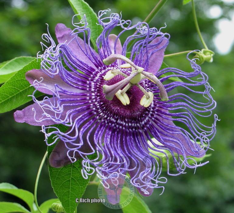 Passion Flower (Passiflora 'Incense') - Garden.org