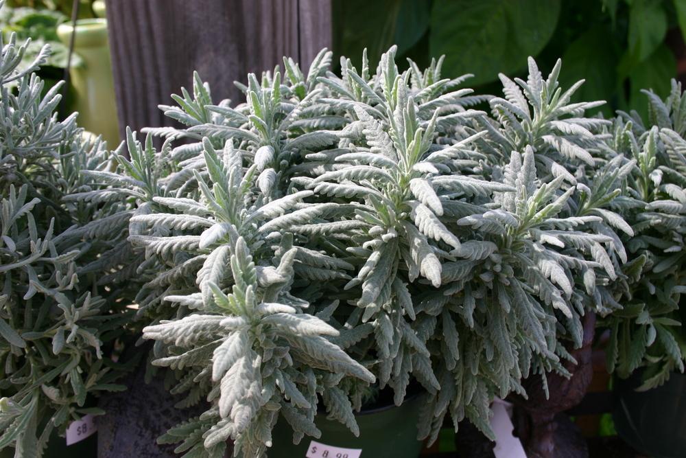 Photo of the entire plant of Lavender (Lavandula x ginginsii 'Goodwin ...