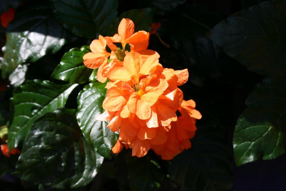 Photo of the bloom of Firecracker Plant (Crossandra 'Sundance') posted ...