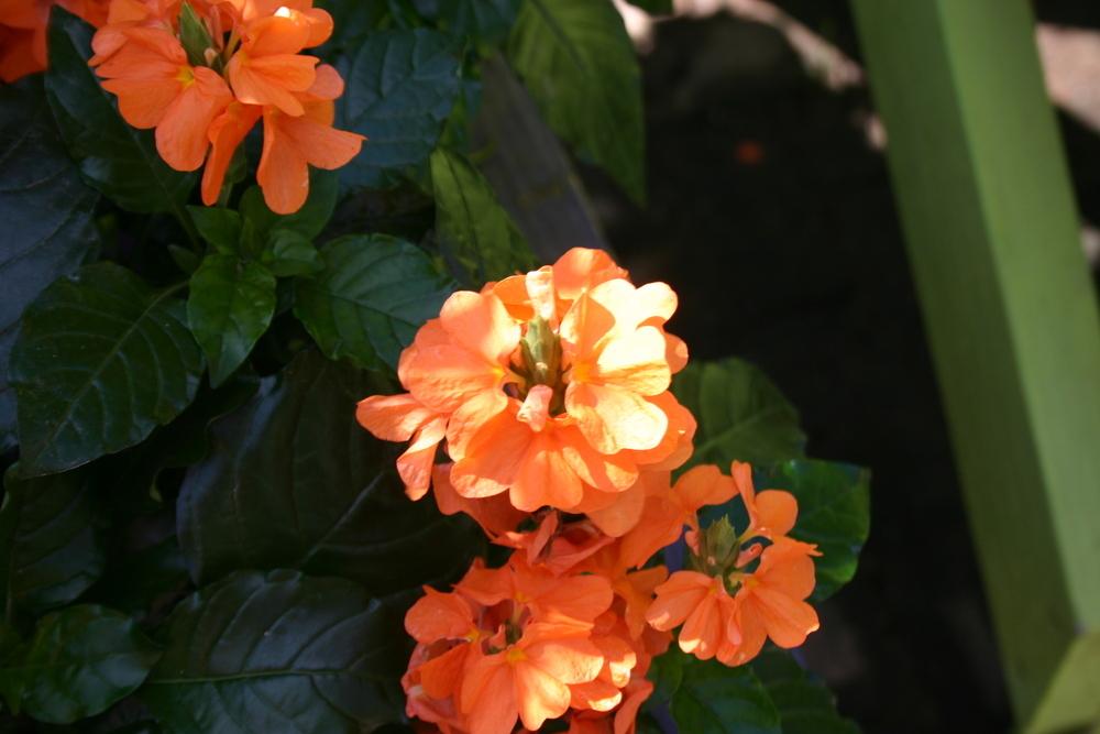 Photo of the fruit of Firecracker Plant (Crossandra 'Sundance') posted ...