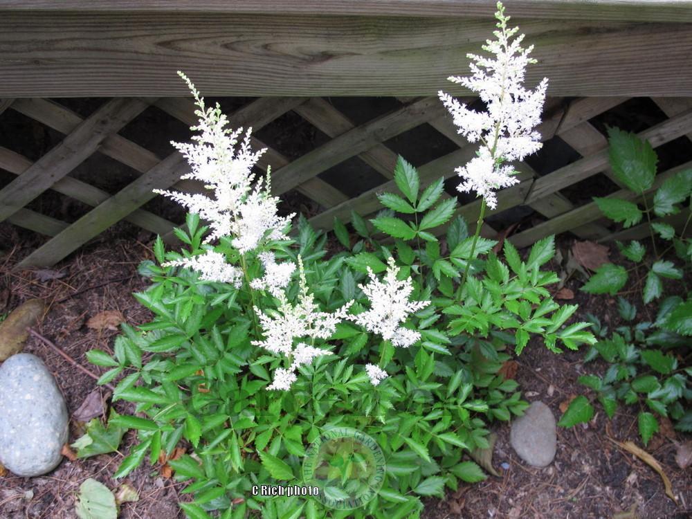 Astilbe 'Snowdrift' in the Astilbes Database - Garden.org